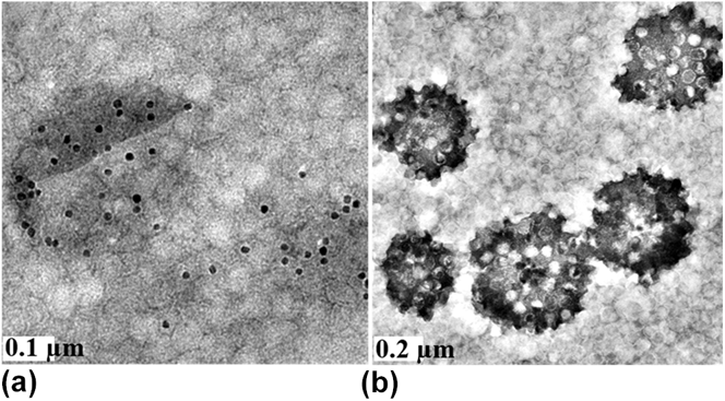 Self-assembly of P22 protein cages with polyamidoamine dendrimer and ...