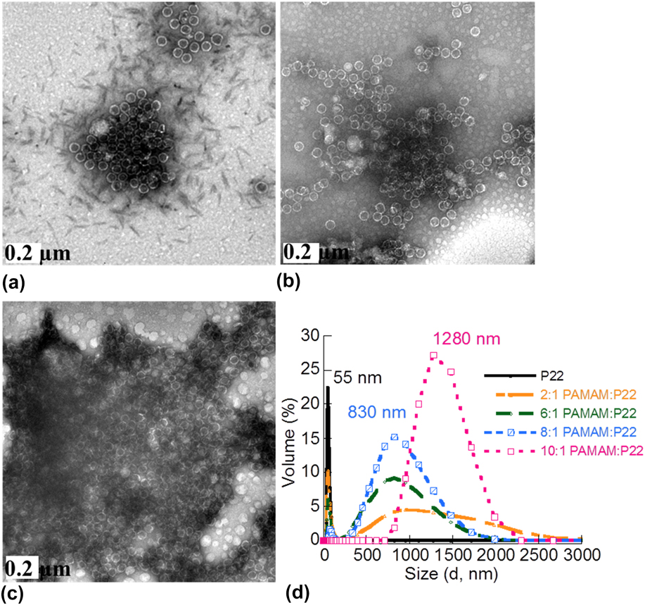 Self-assembly of P22 protein cages with polyamidoamine dendrimer and ...