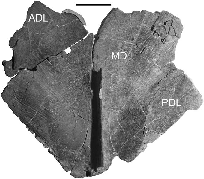New information on Titanichthys (Placodermi, Arthrodira) from the ...