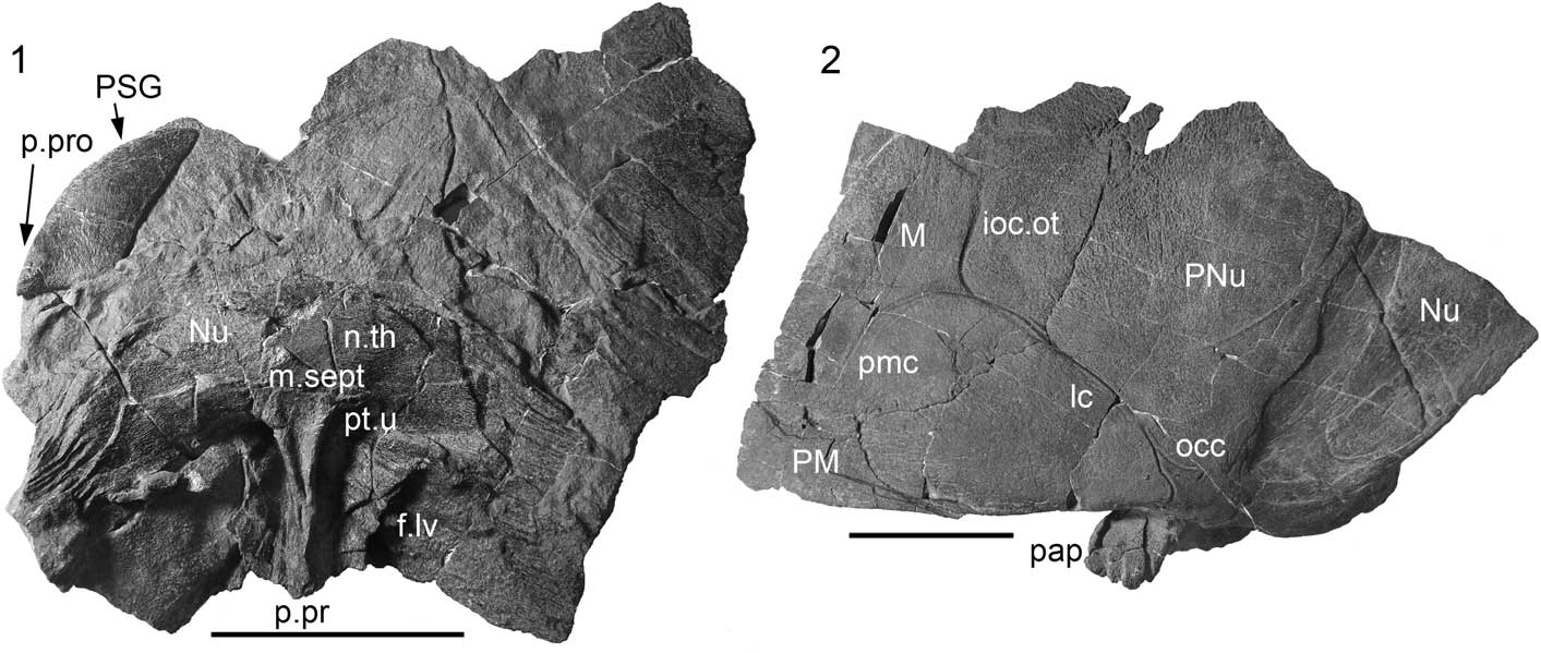 New information on Titanichthys (Placodermi, Arthrodira) from the ...