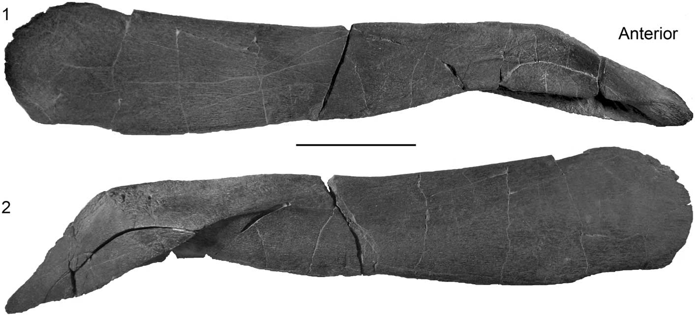 New information on Titanichthys (Placodermi, Arthrodira) from the ...