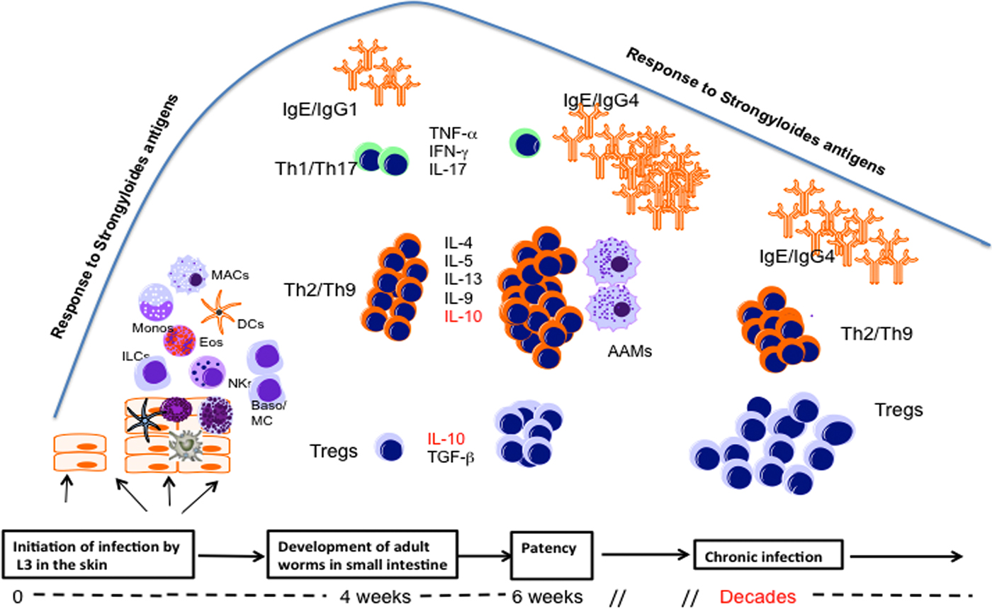 Human infection with Strongyloides stercoralis and other related ...