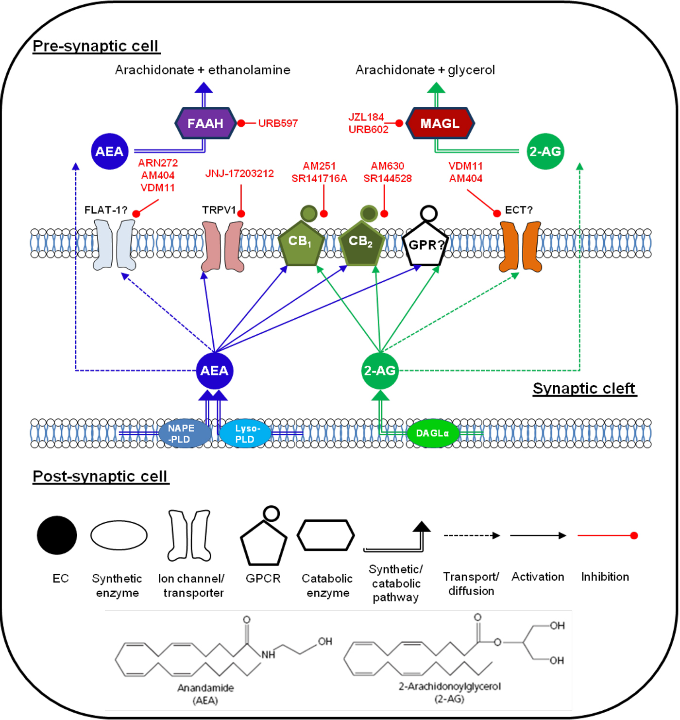 Endocannabinoid system and pain: an introduction | Proceedings of the ...