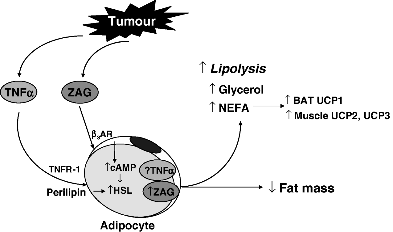 New insights into adipose tissue atrophy in cancer cachexia ...