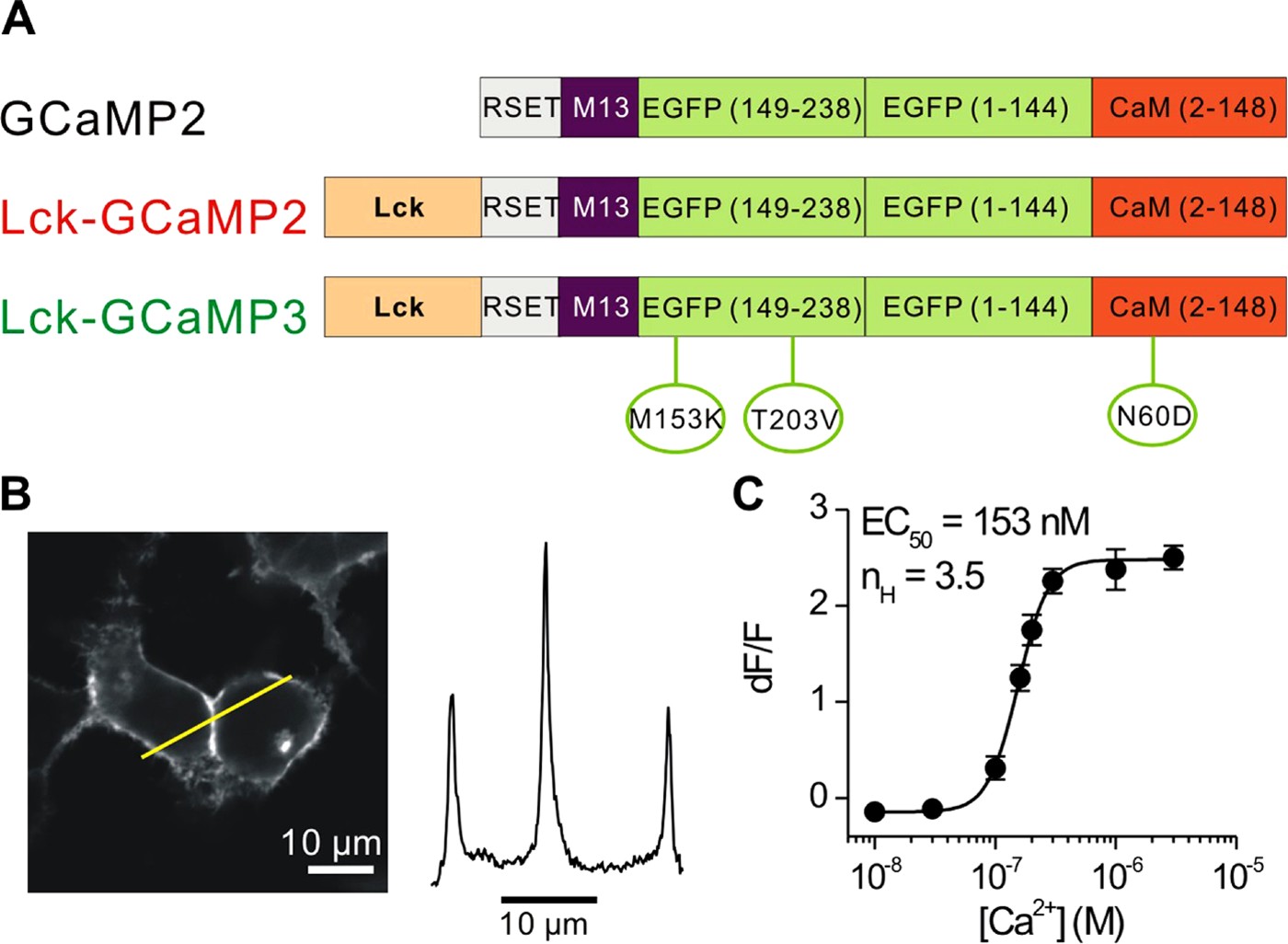Monitoring astrocyte calcium microdomains with improved membrane ...