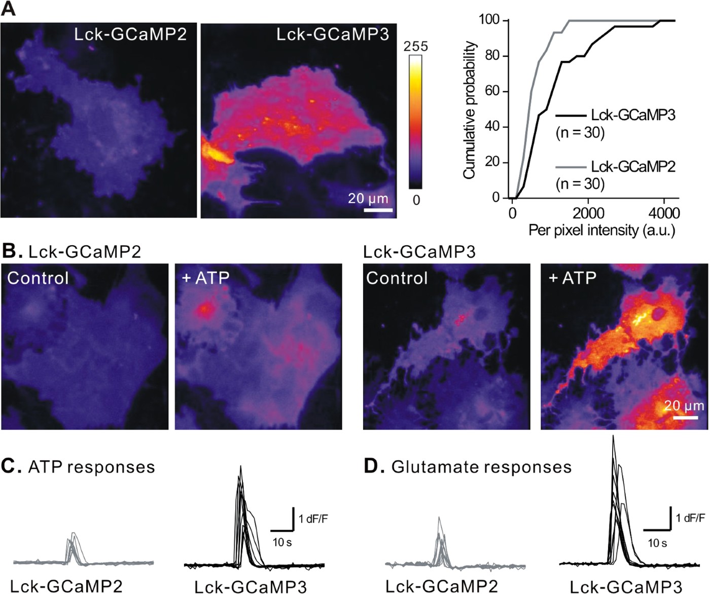 Monitoring astrocyte calcium microdomains with improved membrane ...