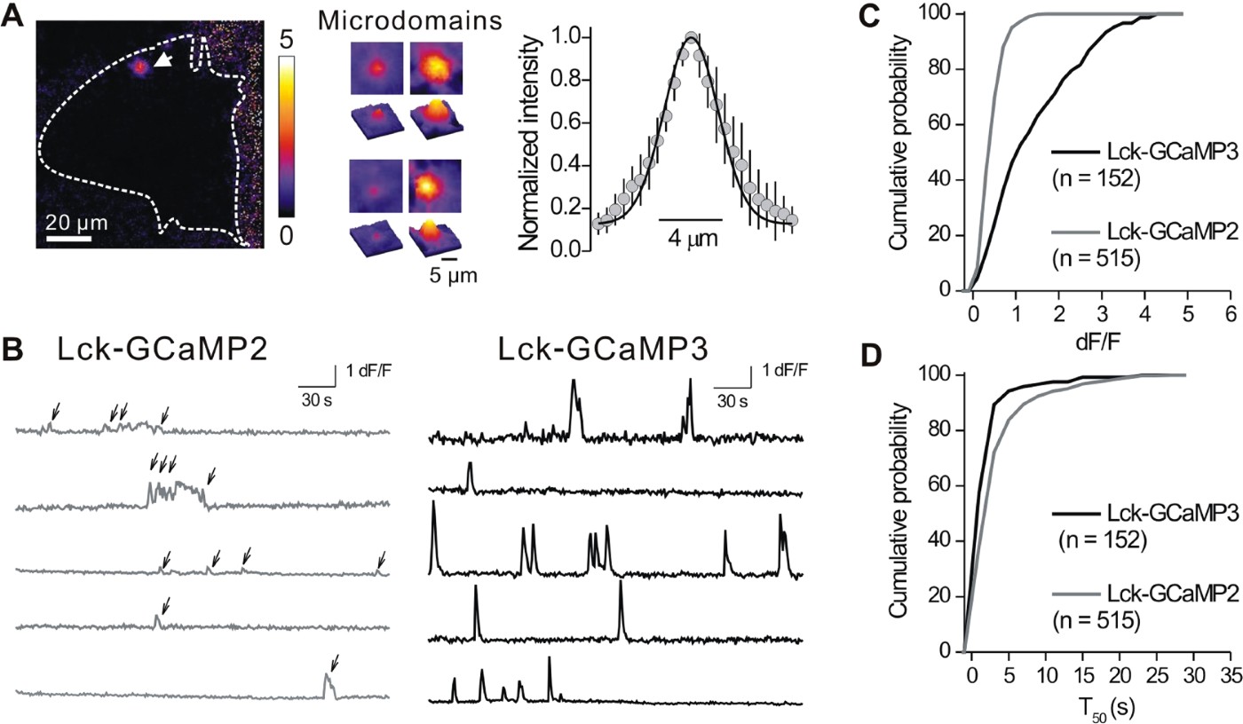 Monitoring astrocyte calcium microdomains with improved membrane ...