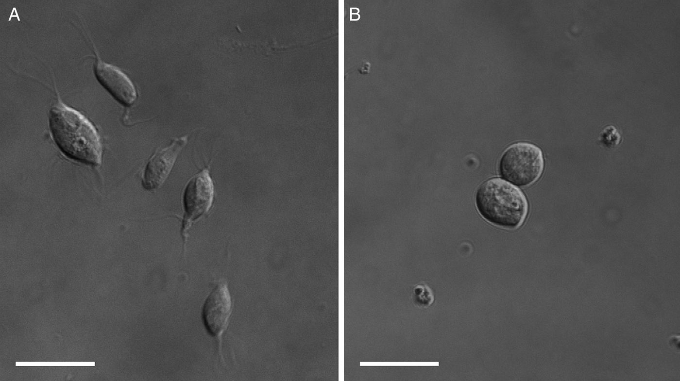 Iron-modulated pseudocyst formation in Tritrichomonas foetus ...