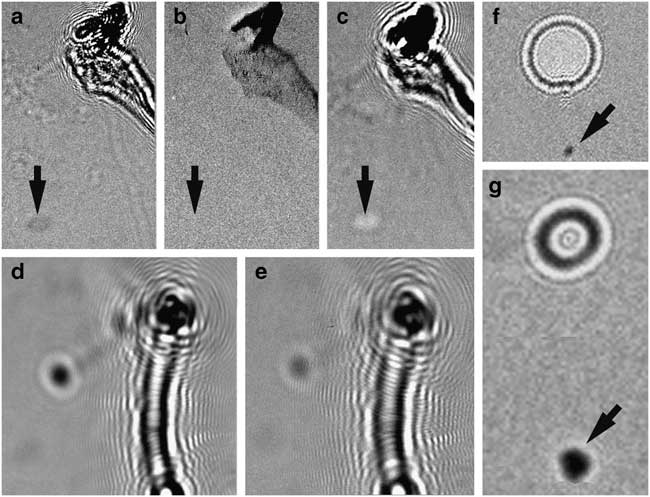 Practical Experience with Hole-Free Phase Plates for Cryo Electron ...