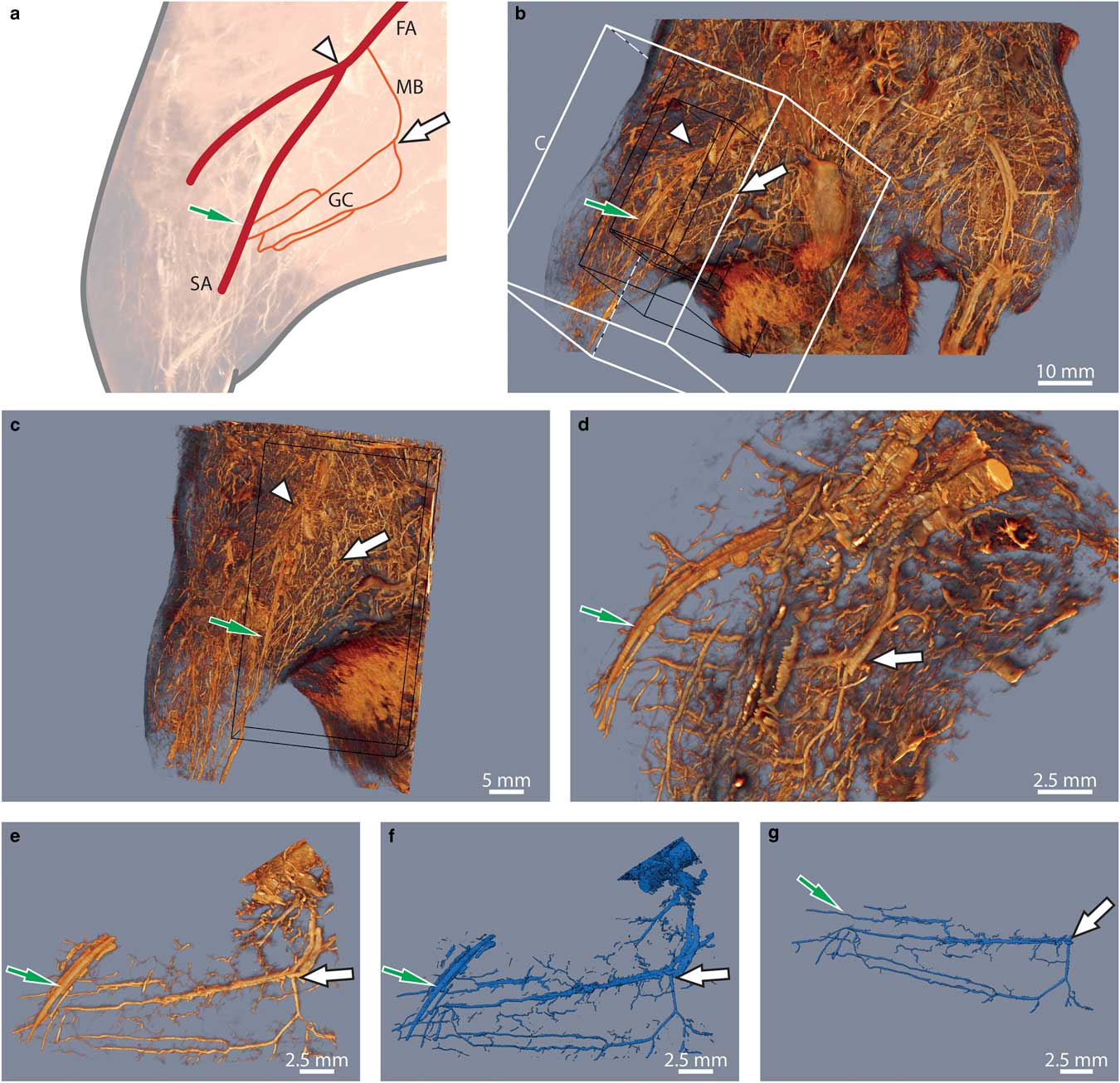 Optimization of Vascular Casting for Three-Dimensional Fluorescence ...