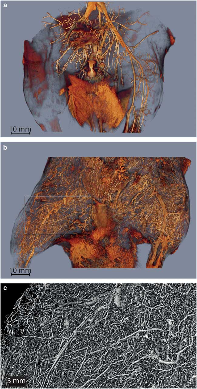 Optimization of Vascular Casting for Three-Dimensional Fluorescence ...