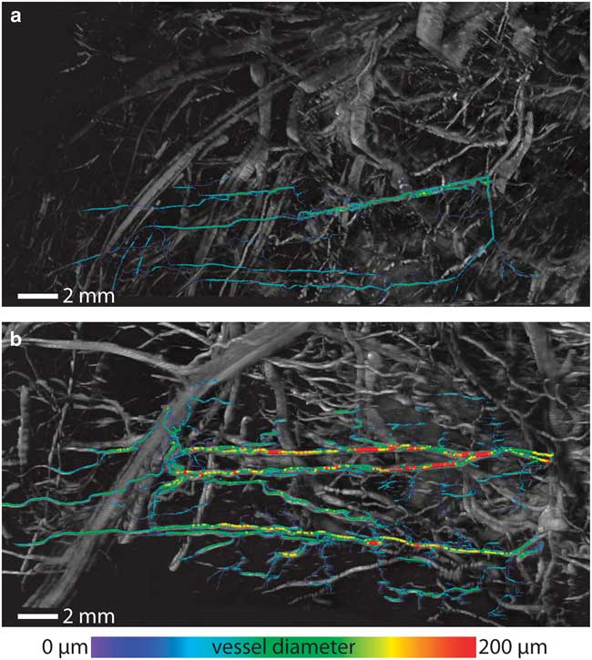 Optimization of Vascular Casting for Three-Dimensional Fluorescence ...