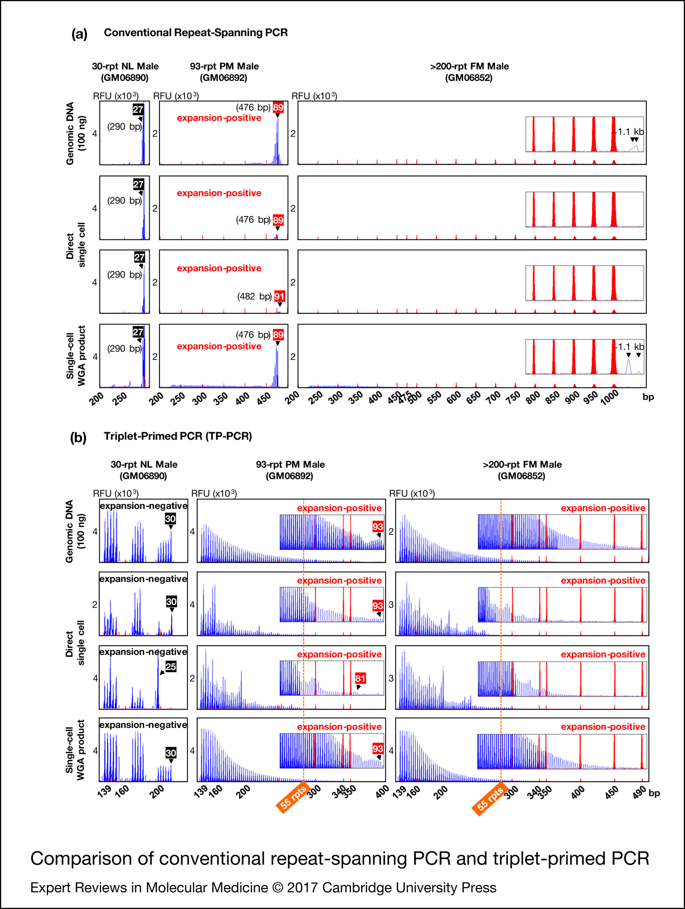 FMR1 CGG repeat expansion mutation detection and linked haplotype ...