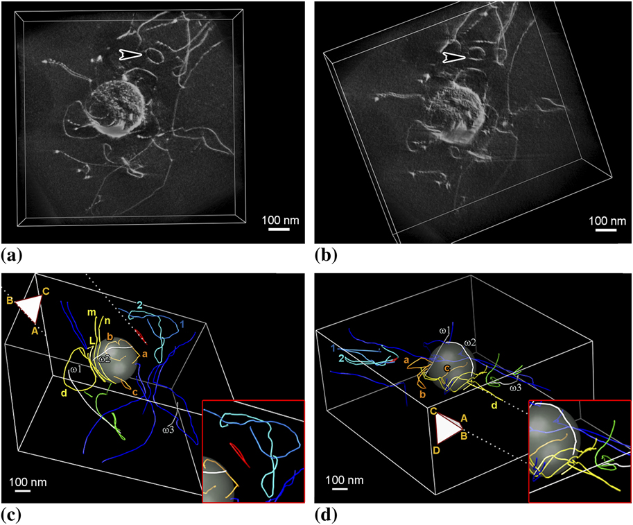 Three Dimensional Visualization Of Dislocation Precipitate Interactions