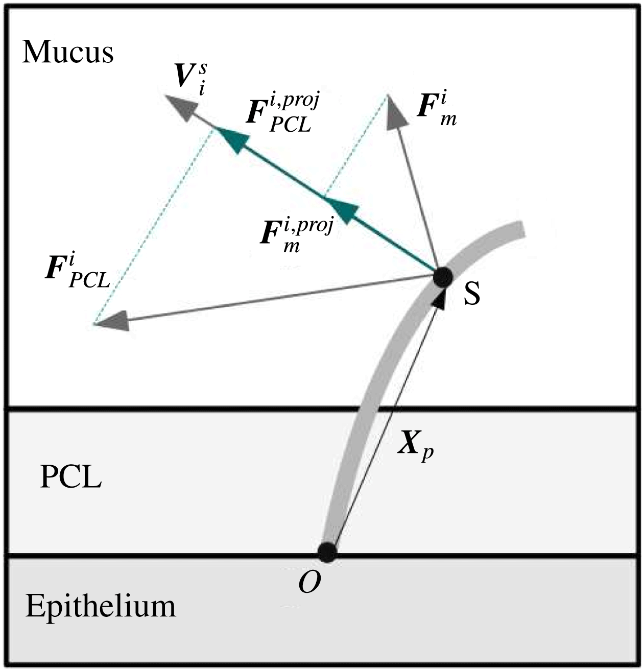 Transport efficiency of metachronal waves in 3D cilium arrays immersed ...