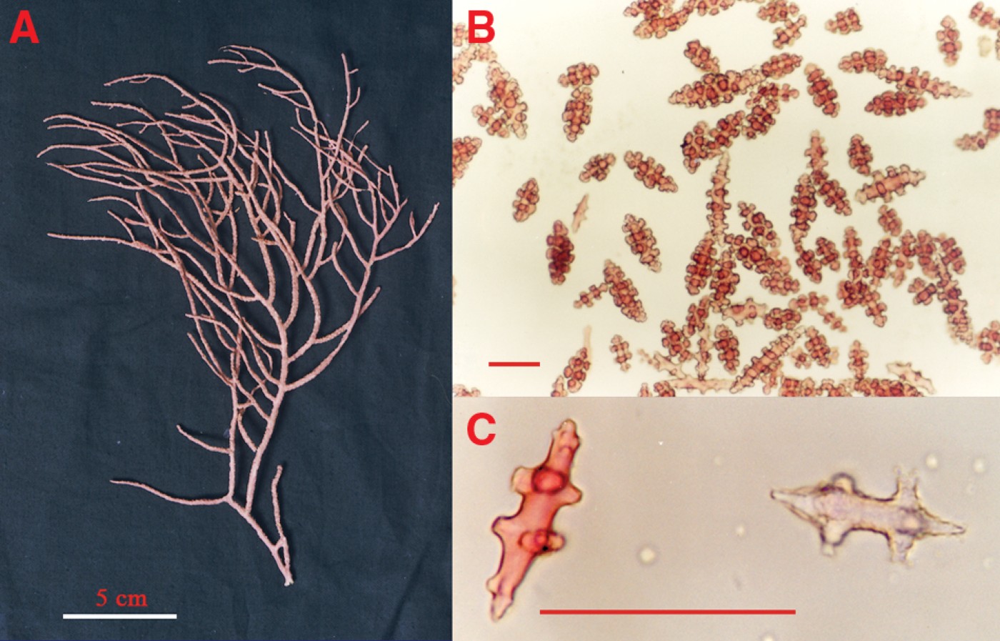 First record of Leptogorgia sarmentosa (Octocorallia: Gorgoniidae) from ...