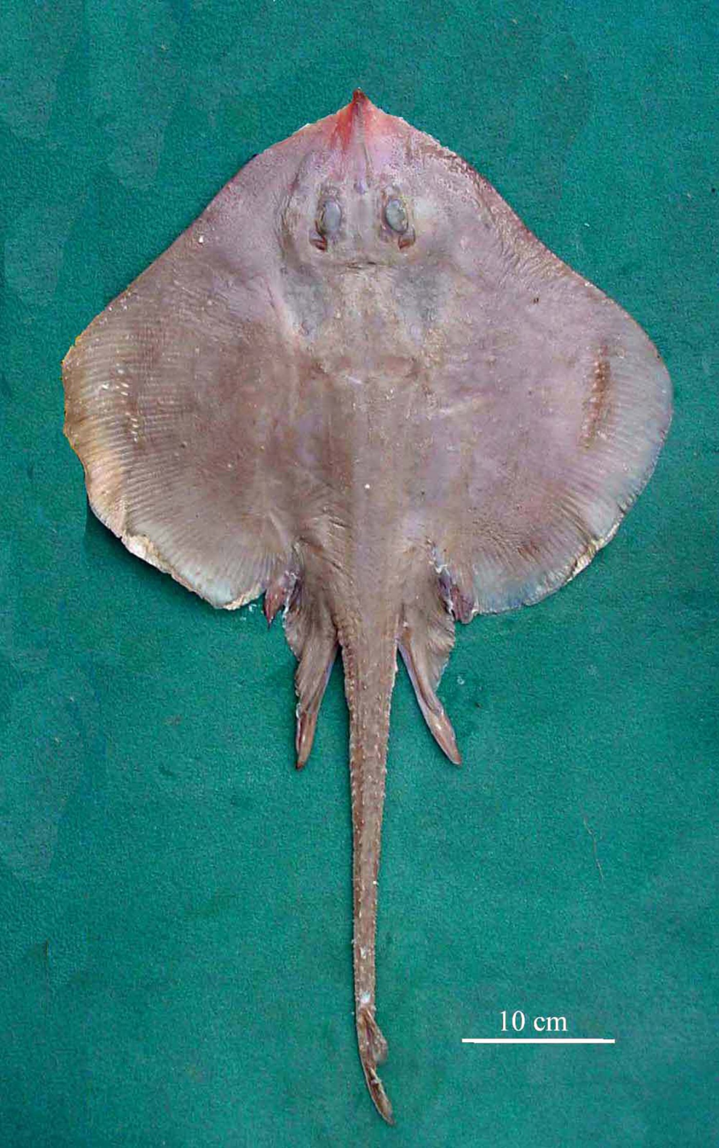 First documented record of Leucoraja circularis (Rajidae) in the ...