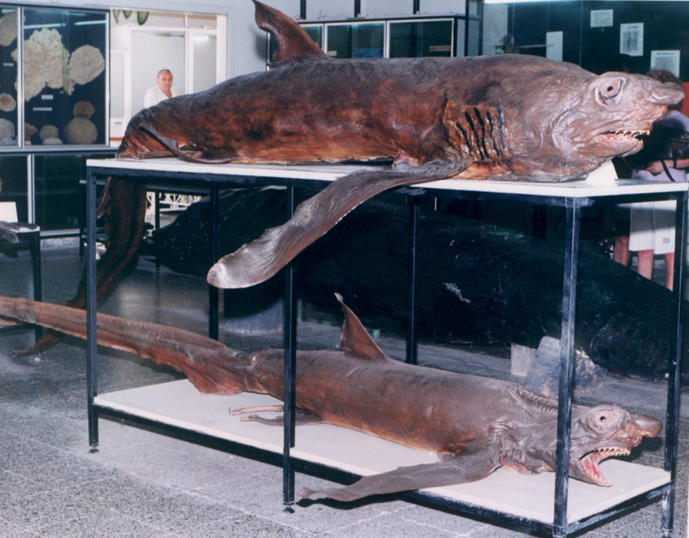 On two old specimens of Alopias superciliosus (Chondrichthyes ...