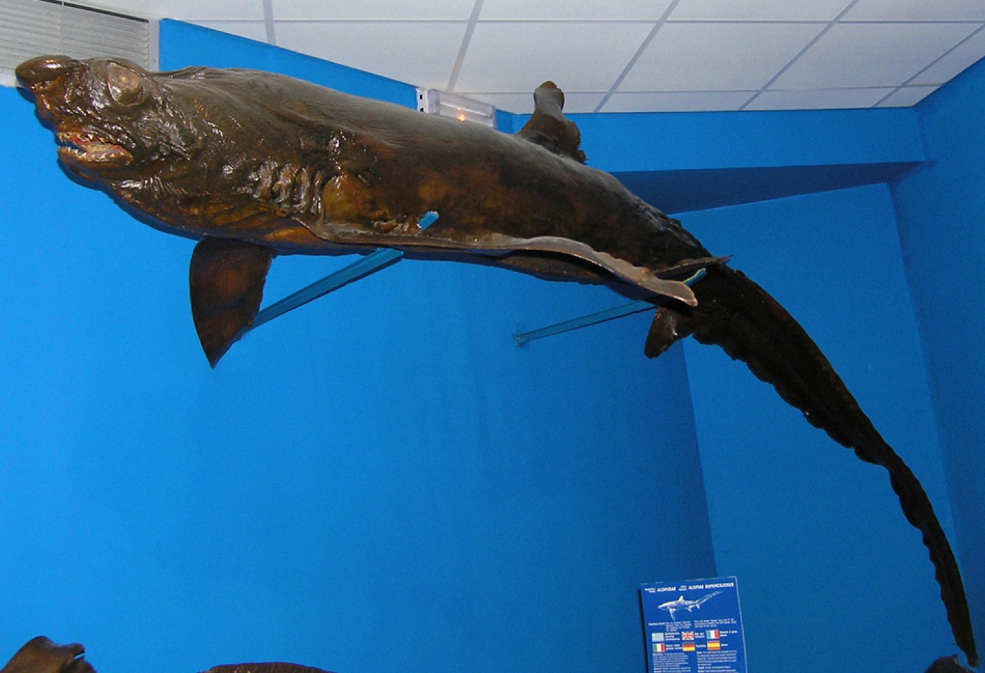 On two old specimens of Alopias superciliosus (Chondrichthyes ...