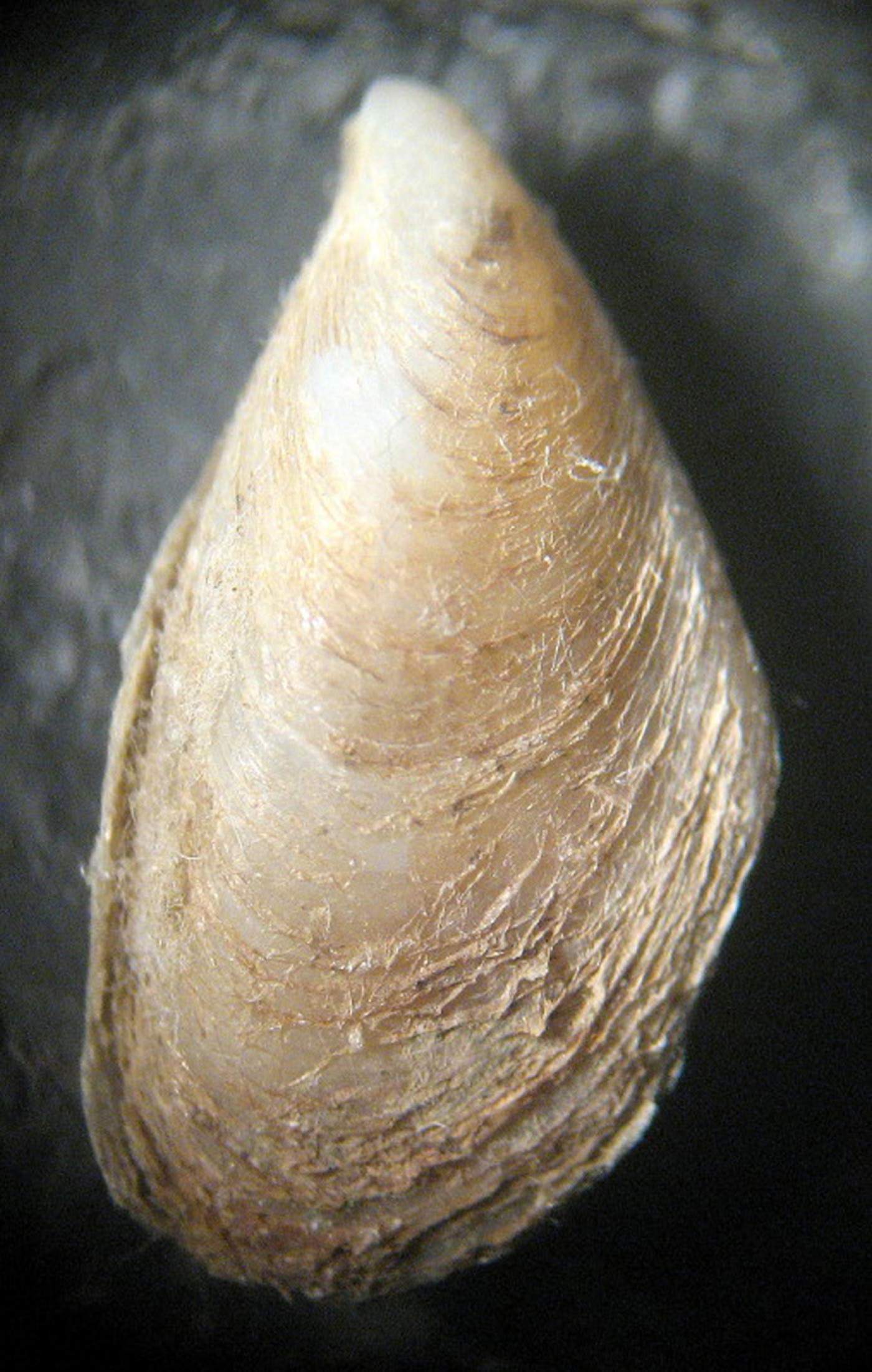 Mytilopsis sallei (Mollusca: Bivalvia: Dreissenidae) established on the ...