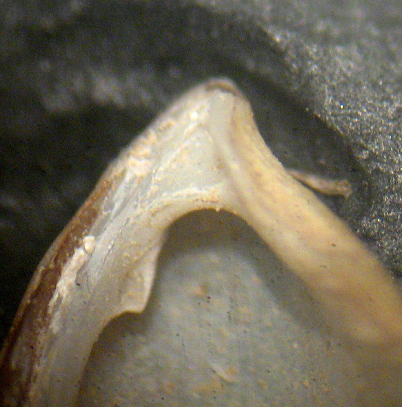 Mytilopsis sallei (Mollusca: Bivalvia: Dreissenidae) established on the ...