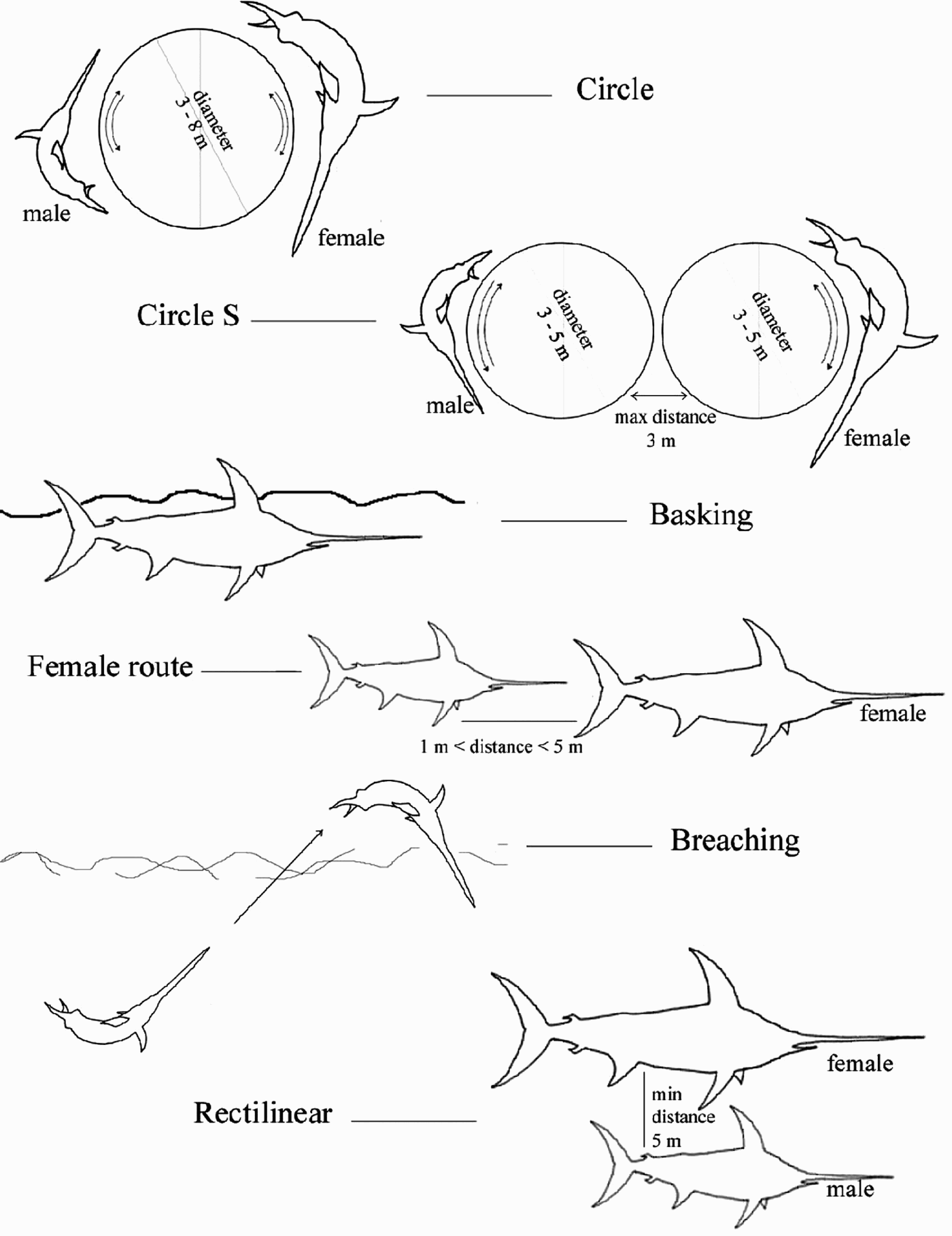 Swordfish (Xiphias gladius, Teleostea: Xiphiidae) surface behaviour ...