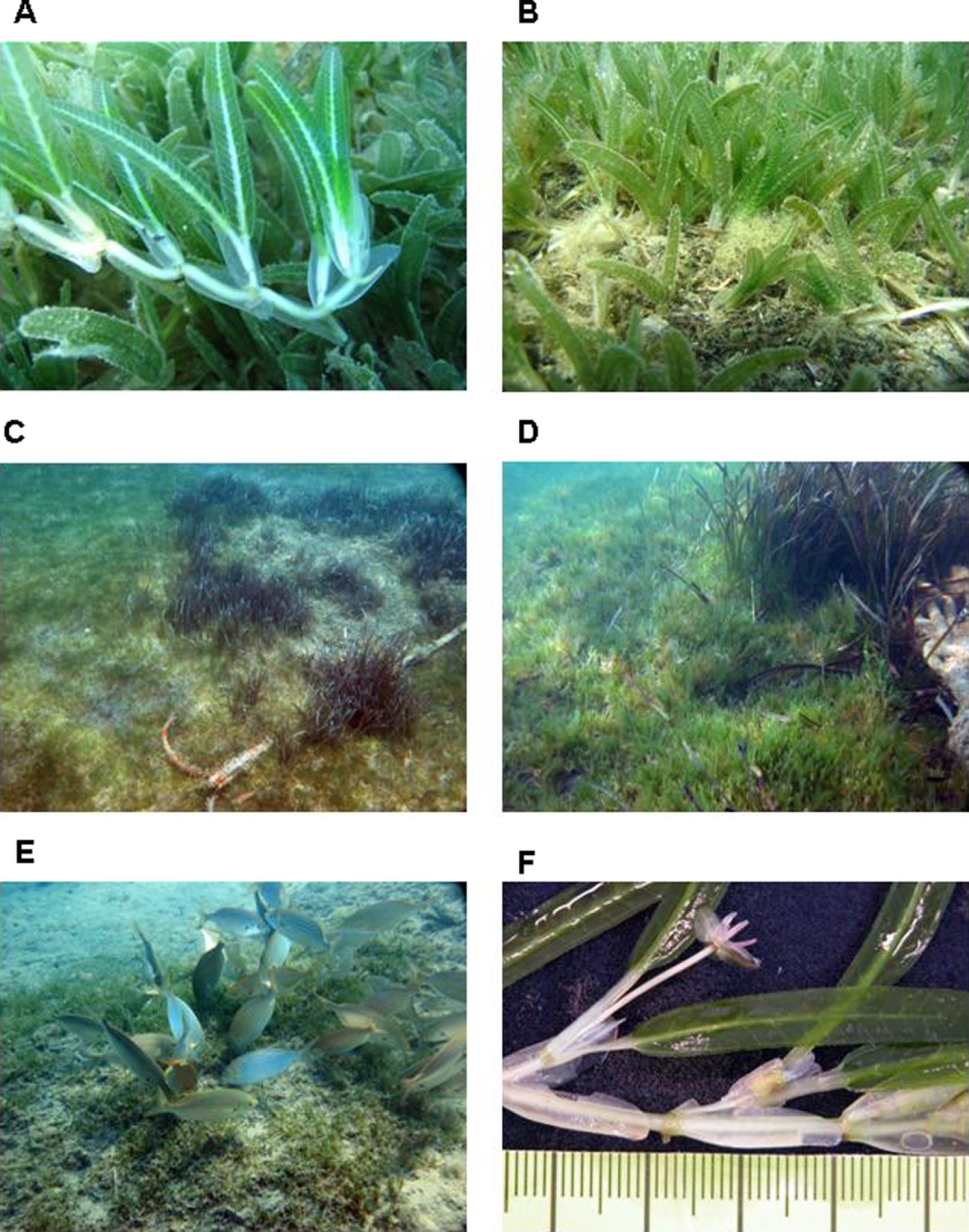 New record of the alien seagrass Halophila stipulacea (Hydrocharitaceae ...