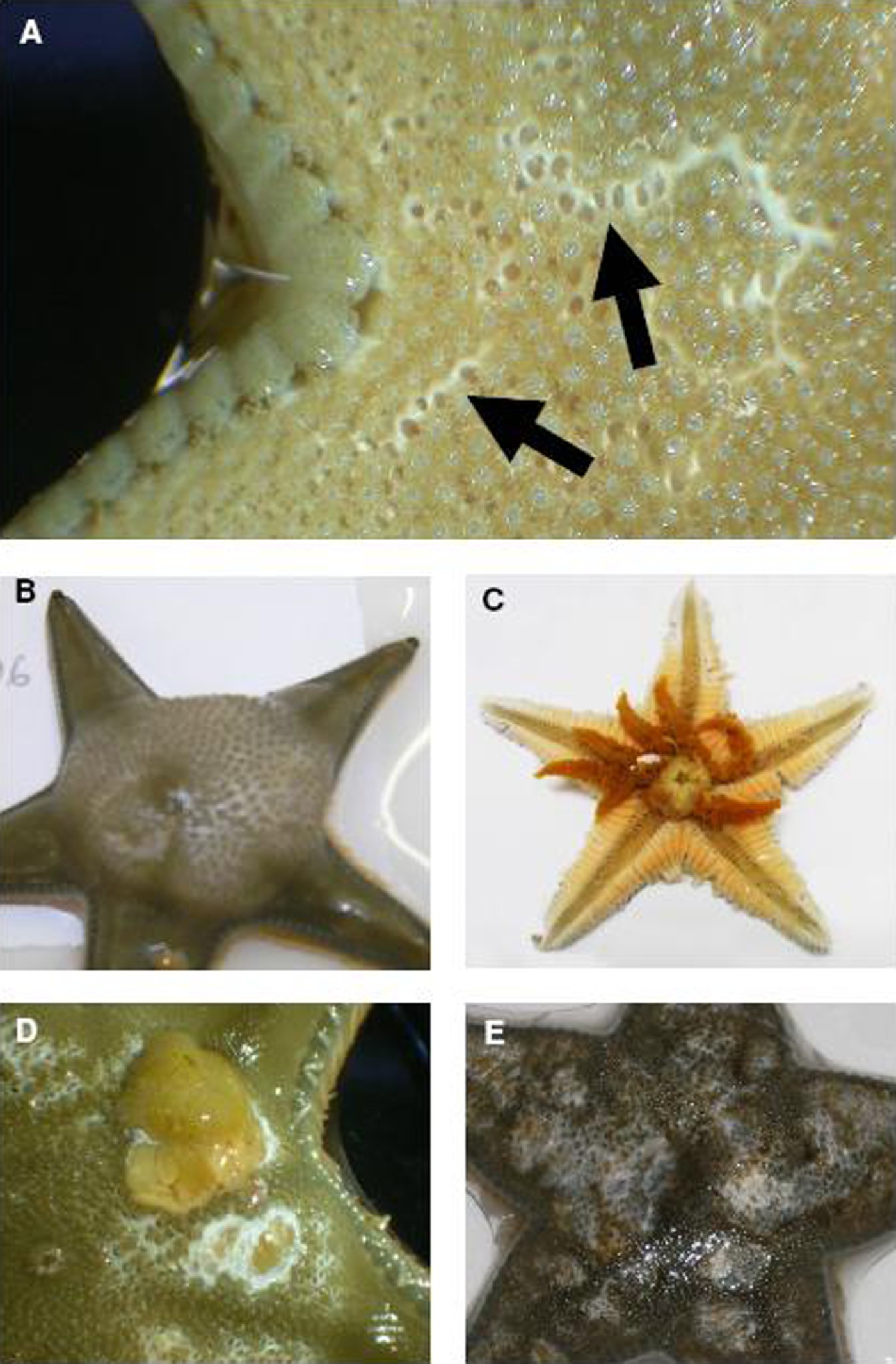 Temperature induced disease in the starfish Astropecten jonstoni ...
