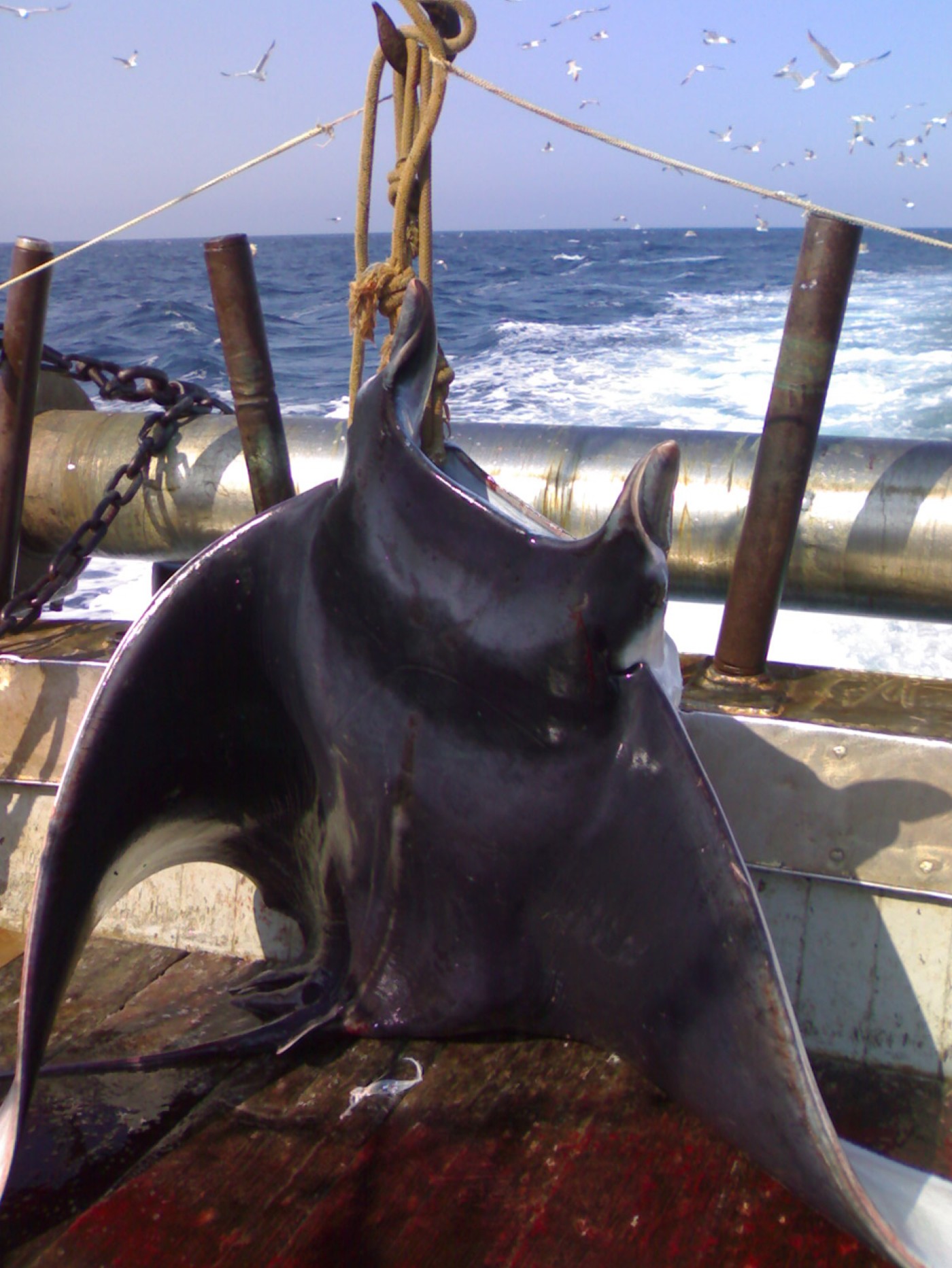 First documented catch of the giant devil ray Mobula mobular ...