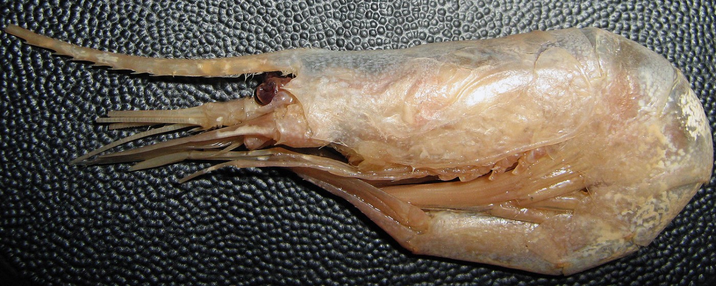 A new record of the shrimp Nematocarcinus romenskyi (Decapoda ...