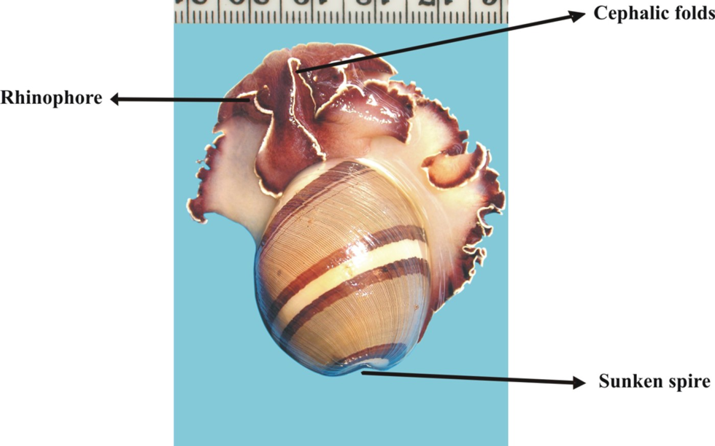 Paper bubble shell, Hydatina zonata (Gastropoda: Hydatinidae) from the ...