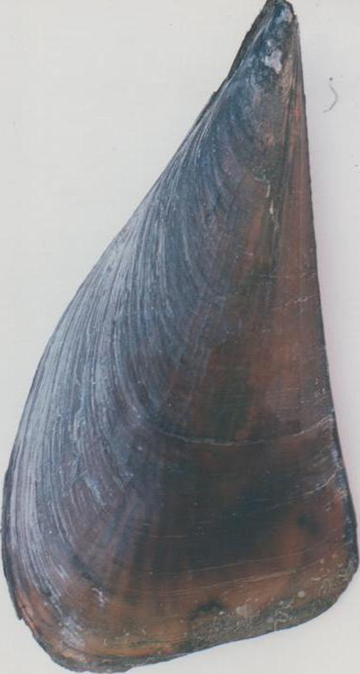 New record of Pinna fragilis from Pakistan coast | Marine Biodiversity ...