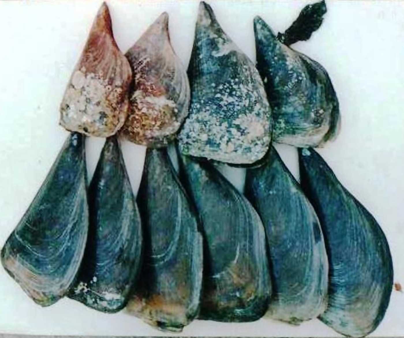 New record of Pinna fragilis from Pakistan coast | Marine Biodiversity ...