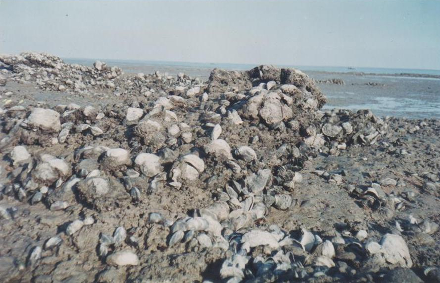 New record of Pinna fragilis from Pakistan coast | Marine Biodiversity ...