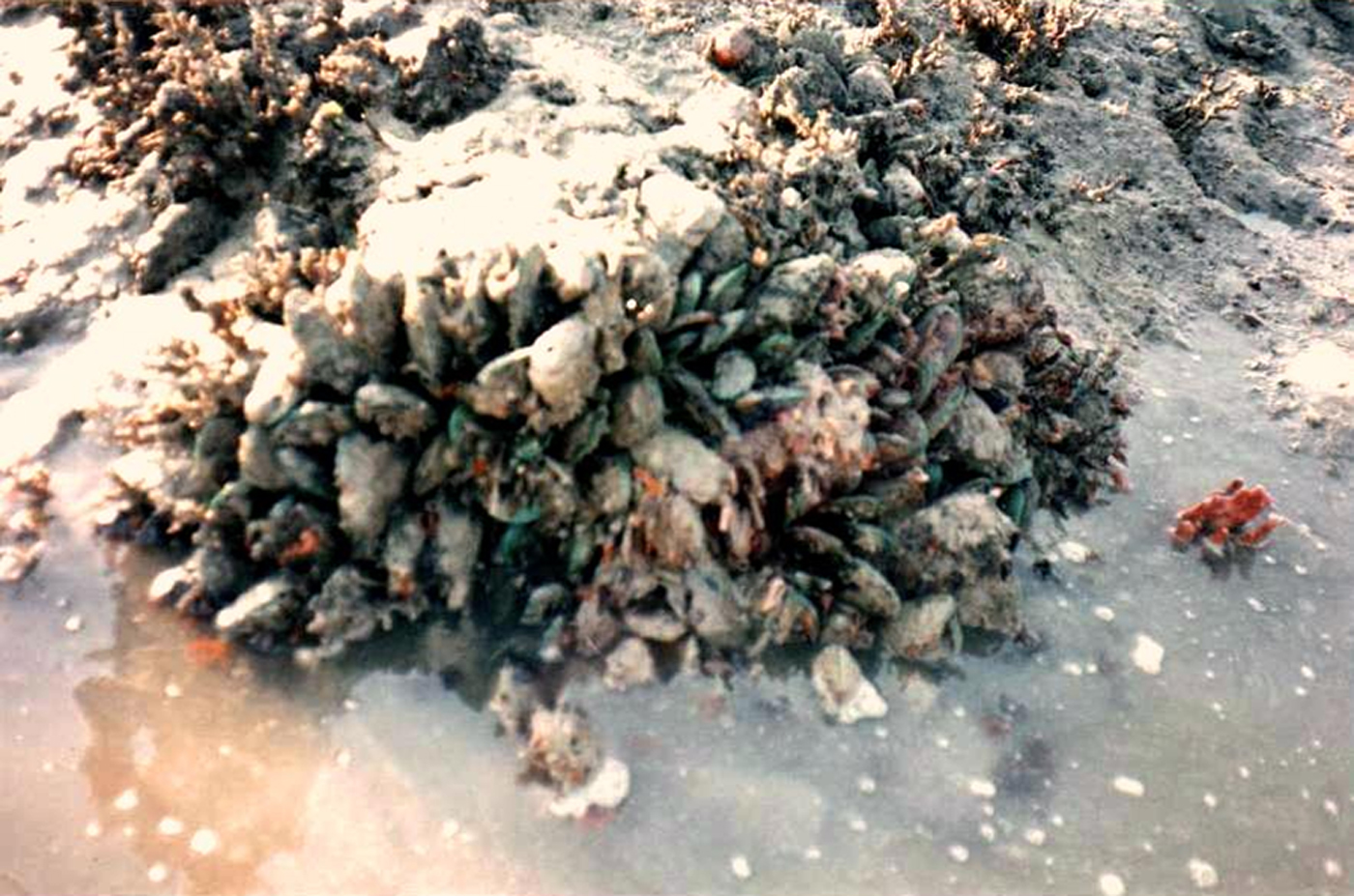 New record of Pinna fragilis from Pakistan coast | Marine Biodiversity ...