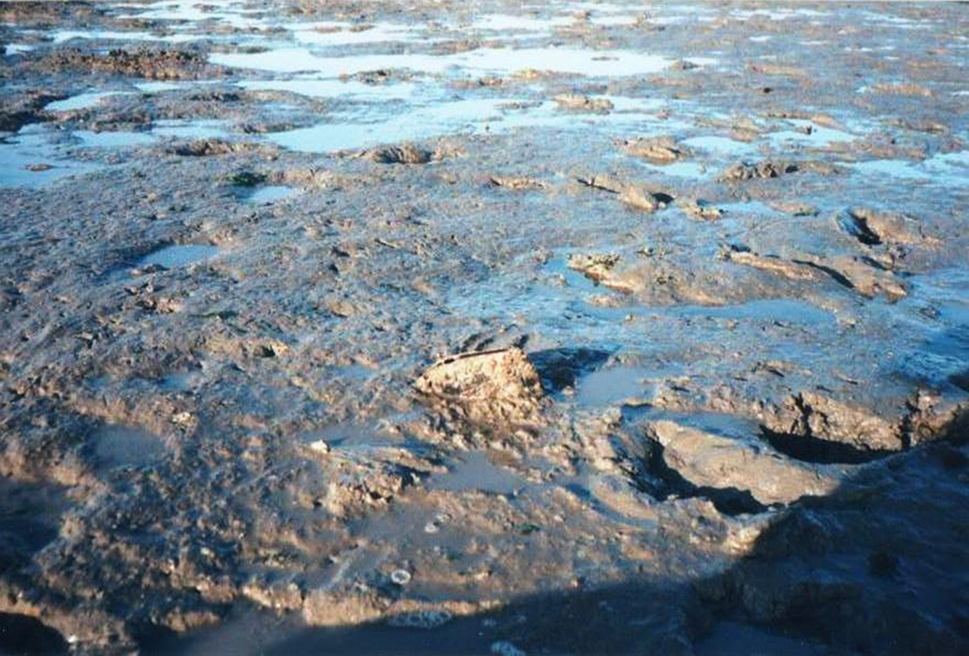 New record of Pinna fragilis from Pakistan coast | Marine Biodiversity ...