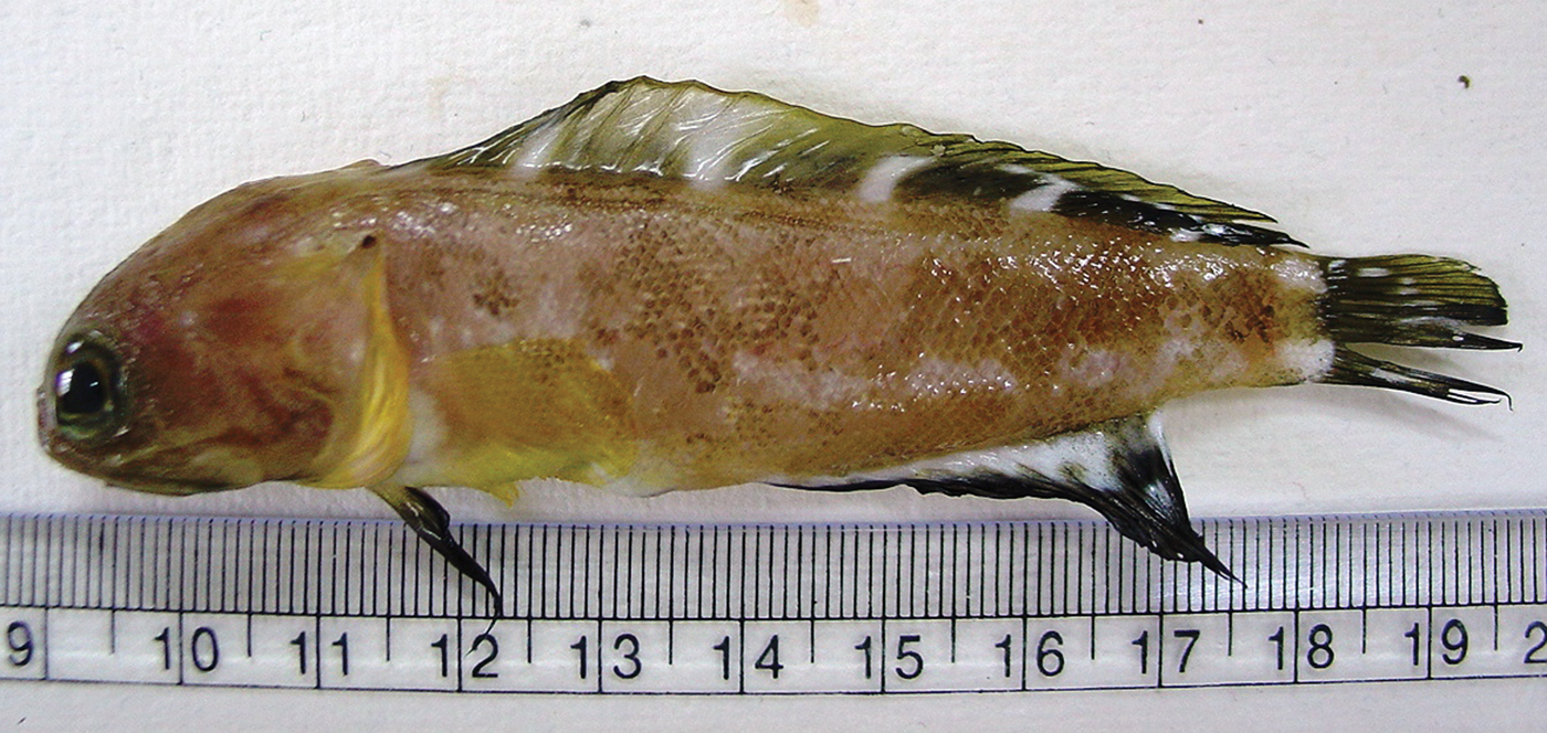 First record and range-extension of bigscale jawfish, Opistognathus ...