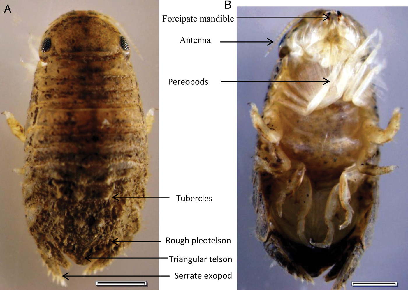 New record of a wood-boring isopod, Sphaeroma terebrans (Crustacea ...