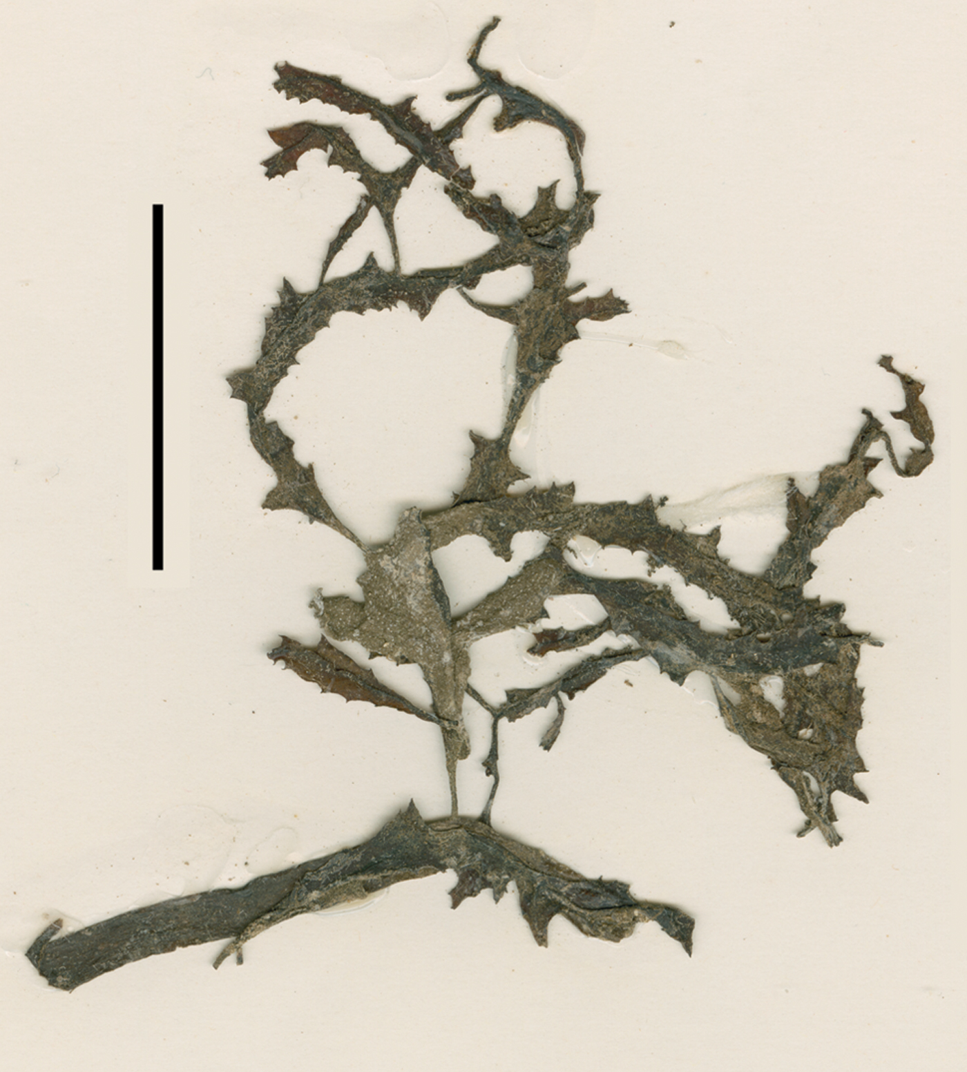 Eastern range extension of Hormophysa cuneiformis (Phaeophyceae ...