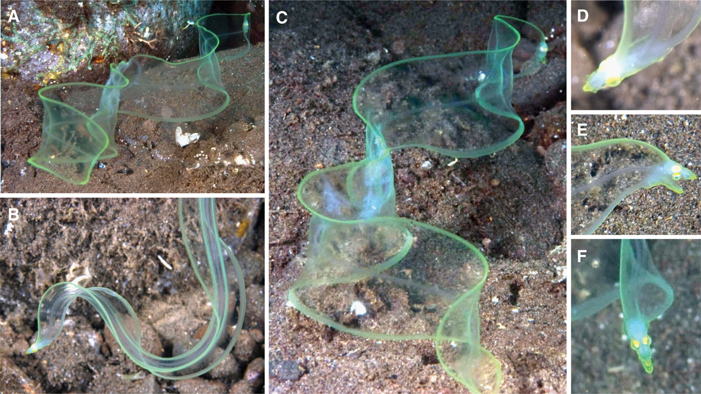 Observations of large muraenid leptocephali in coastal Indonesia ...