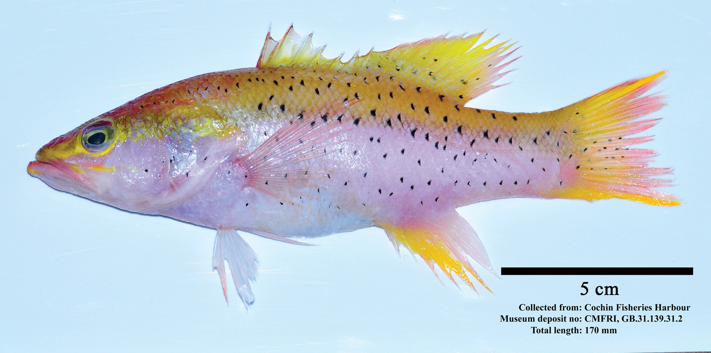 Occurrence of two serranid fish from Indian waters with a note on their ...