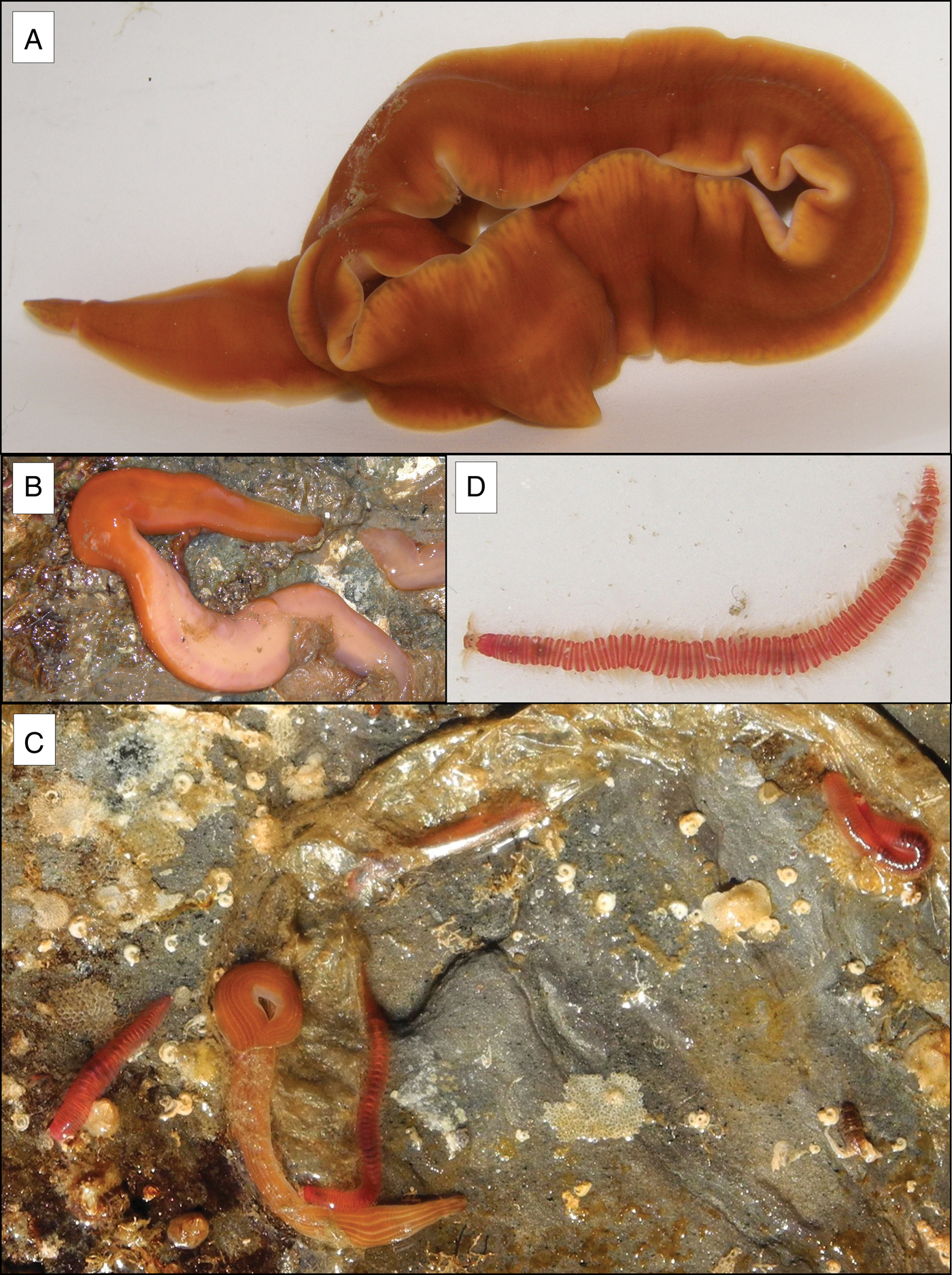 Lusitanian nemertean species in Lough Hyne Marine Reserve ...