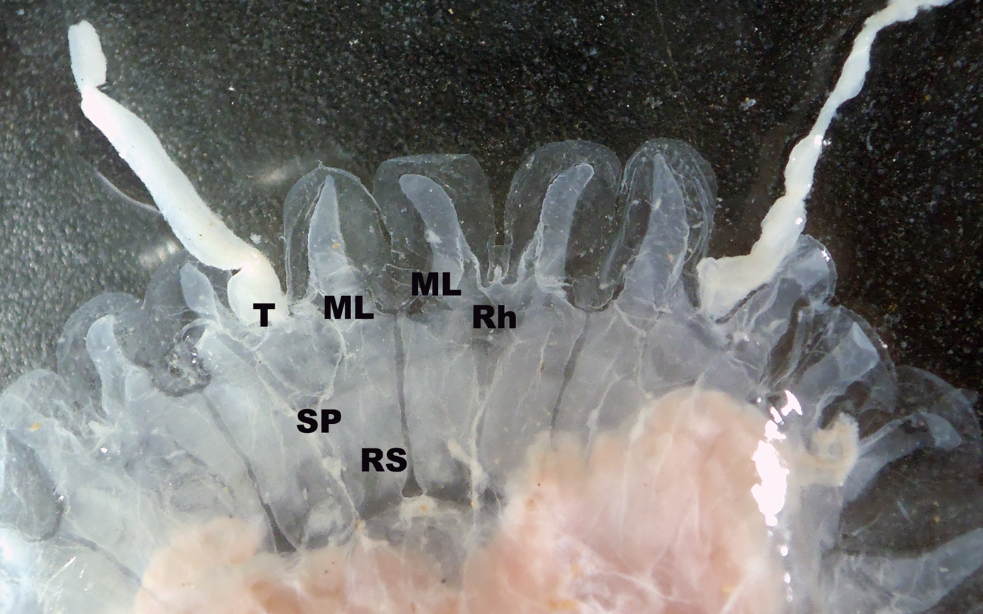 New records of scyphomedusae from Pakistan coast: Catostylus perezi and ...
