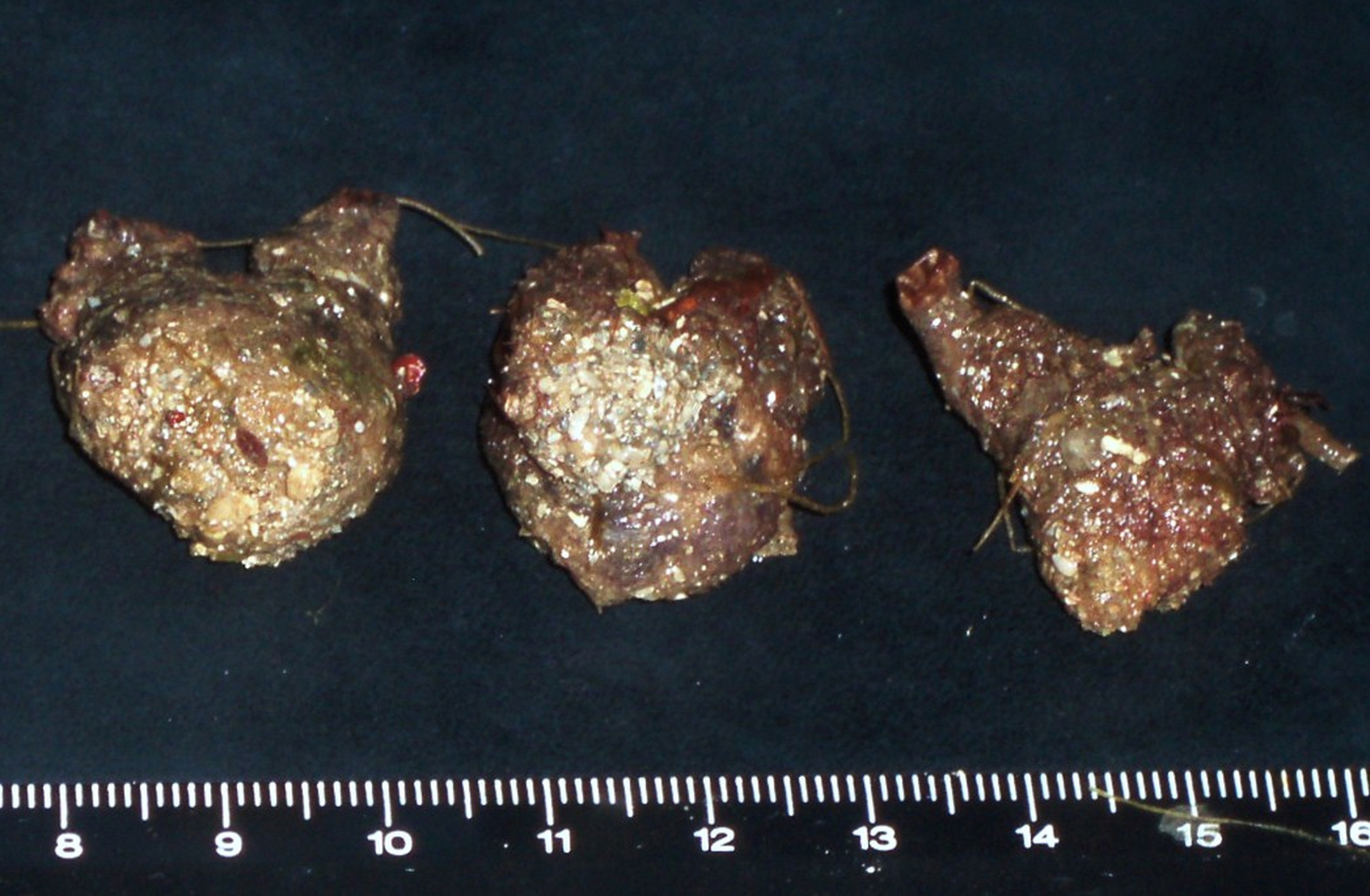 Microcosmus exasperatus (Ascidiacea: Pyuridae), current distribution in ...