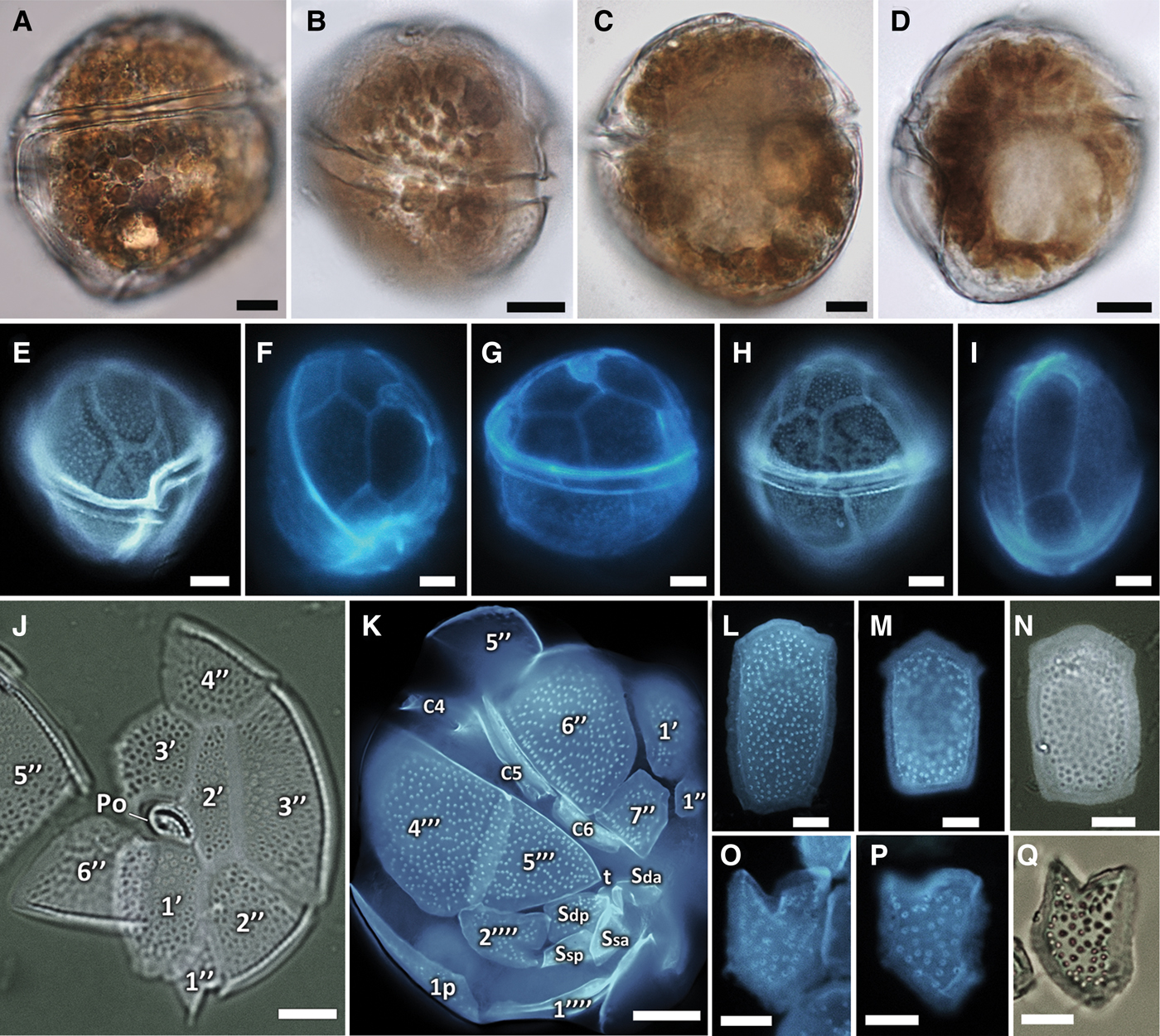 New records of the genus Gambierdiscus in marginal seas of the Indian ...