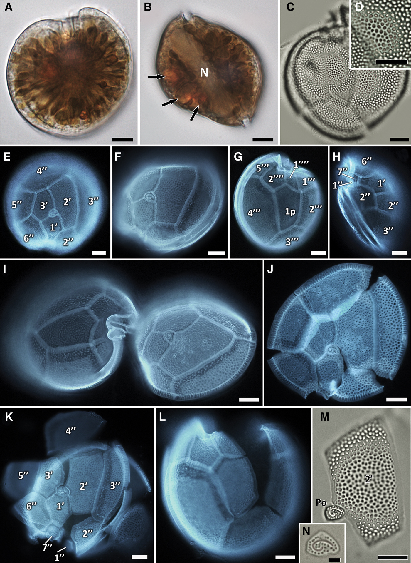New records of the genus Gambierdiscus in marginal seas of the Indian ...