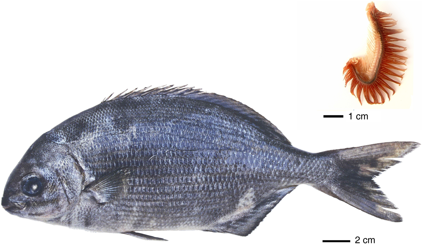 First documented occurrence of Kyphosus incisor in the Mediterranean ...