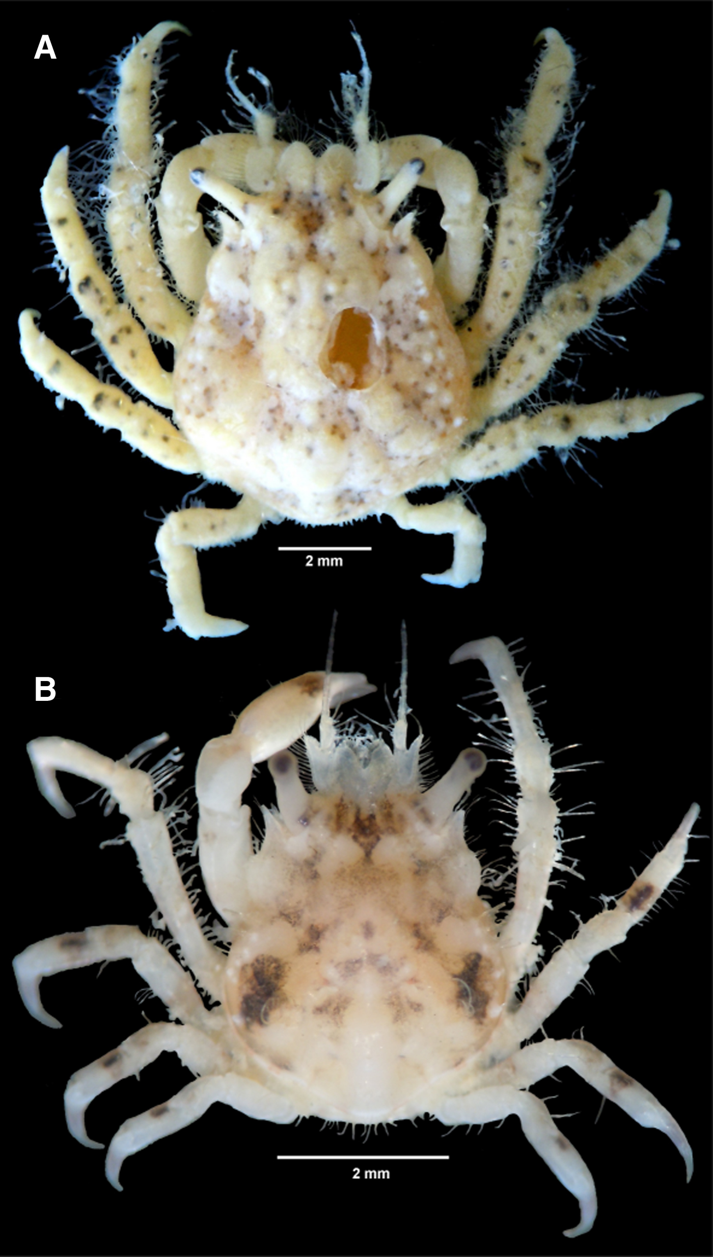 New records of three brachyuran crabs (Crustacea: Decapoda) from the ...
