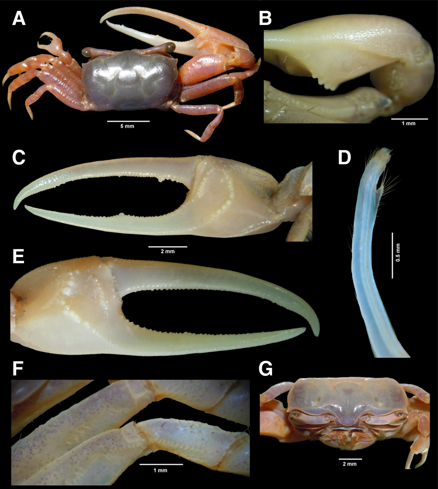 New records of three brachyuran crabs (Crustacea: Decapoda) from the ...