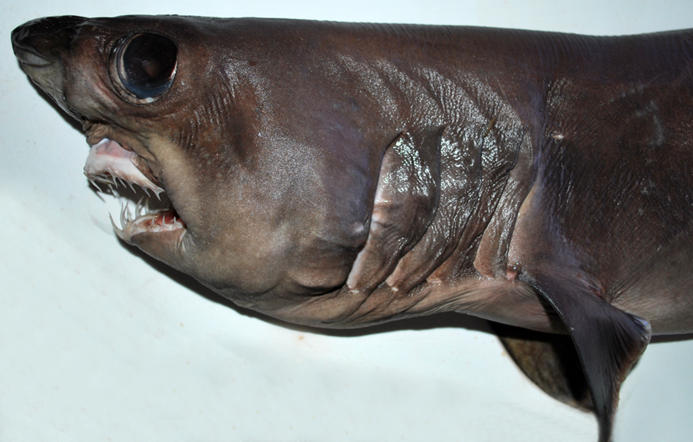 Report of crocodile shark Pseudocarcharias kamoharai ...